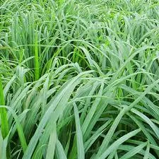 Citronella Essential Oil - Ceylon — Bulk Supplier India | GC/MS Tested ...