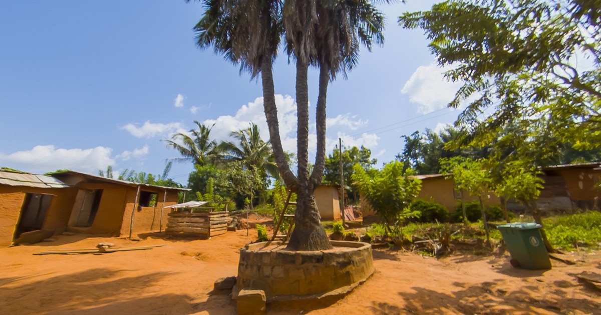 Three Headed Palm Tree | Thrugh